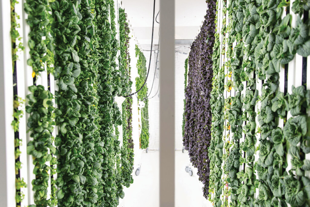 Denver Restaurant Puts Plants Forward - Foodservice Equipment Reports ...